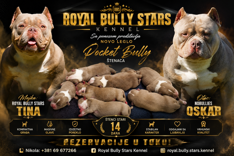 Chiots American Bully à vendre - Royal Bully Stars - Američki Pocket Buli